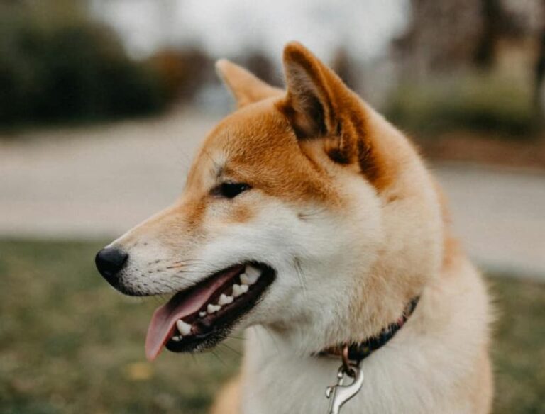 Parasite Prevention: Cats vs. Dogs! - Sullivan Family Pet Hospital